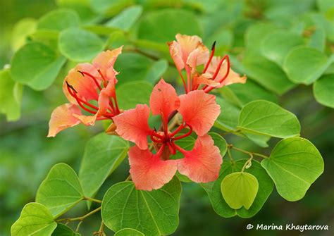 Trees of Tropical Asia - Bauhinia galpinii