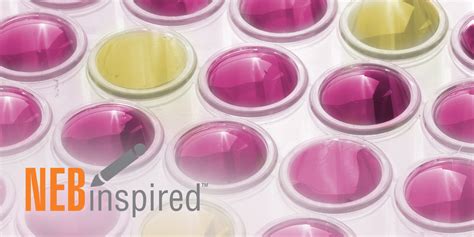 Getting Started With Loop Mediated Isothermal Amplification Lamp Neb