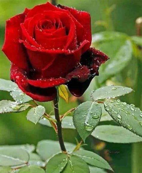 ফুলের ছবি পিকচার বাংলা ছবি পিকচার ফুলের ফটো