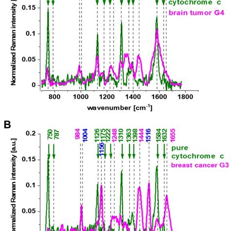 The Raman Intensities Of Cytochrome C And Cytochrome B In Mitochondria Download Scientific