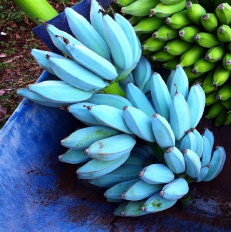 Blue Javan Bananas Bananas That Supposedly Taste Like Vanilla Ice Cream R Interestingasfuck