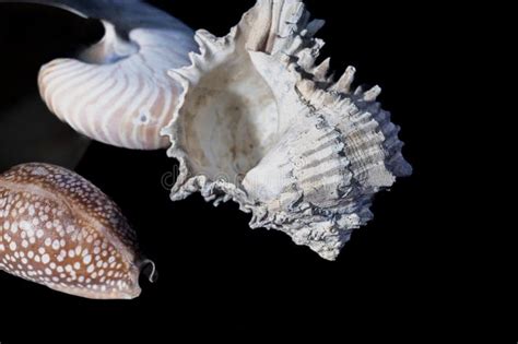 Sea Shells Conch Nautilus And Cowrie Stock Image Image Of Exotic