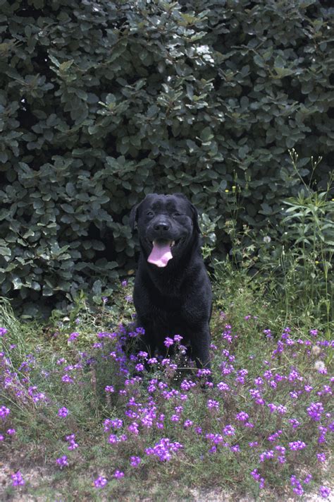 What Tricks Should I Teach These Two Knotheads Rcavapoo