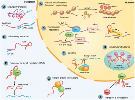 Example Of Lncrna Cellular Functions Lncrnas Can Bind To Dna Rna And Download Scientific