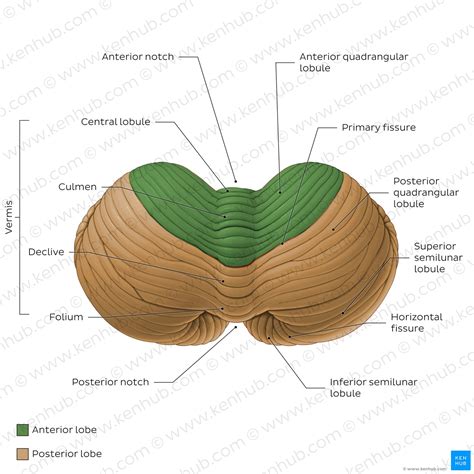Cerebellum And Brainstem Anatomy And Functions Kenhub