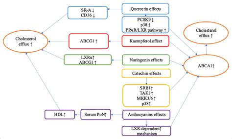 Effect Of Flavonoids On Cholesterol Efflux Capacity Download Scientific Diagram