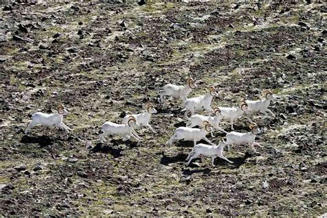 Spatial Distance Sampling Is Useful With Non Random Sampling Designs Us National Park Service