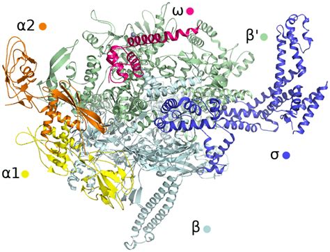 The Overall Fold Of The Rnap Holoenzyme E Coli Rnap Pdb Code 4ljz Download Scientific