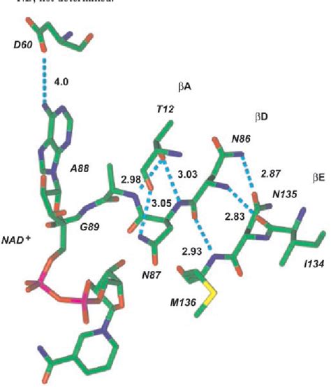 Figure 4 From Critical Residues For Structure And Catalysis In Short Chain Dehydrogenases