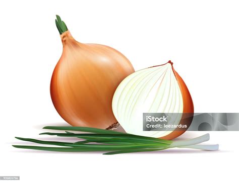 가까이 흰색 배경에 고립 된 녹색 양파와 벡터 전체와 얇게 썬 신선한 노란 양파 전구 0명에 대한 스톡 벡터 아트 및 기타 이미지 0명 건강한 식생활 노랑 Istock