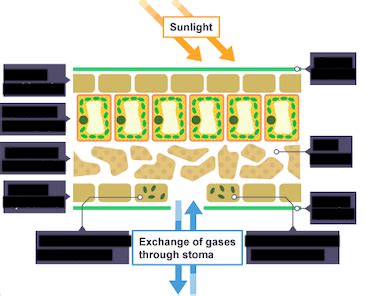 Diagram Of Cross Section Of A Leaf Quizlet Diagram Of Cross Section Of A Leaf Quizlet