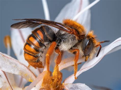 Hymenoptera Image Gallery
