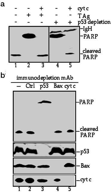 Bax And Cytochrome C Are Not Required For The Cell Free P53 Dependent