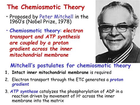 Ppt A Proton Gradient Powers The Synthesis Of Atp Powerpoint Presentation Id 3640125
