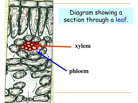 PPT State The Functions Of Xylem And Phloem Identify The Positions Of Xylem And Phloem