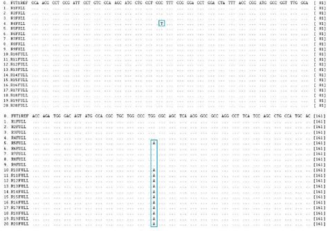 Figure 1 From Genotyping And Molecular Detection Of Polymorphism In Fut1 Gene Of Swine