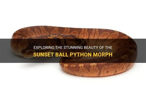 Exploring The Stunning Beauty Of The Sunset Ball Python Morph PetShun