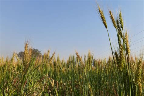 Abnormal Conditions Threaten One Of The Worlds Biggest Wheat Producers