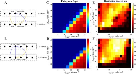 The Different Connected Patterns Between Pv Gpe And Lhx6 Gpe Neurons A