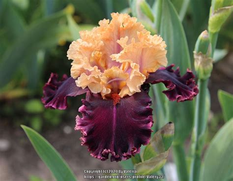 Tall Bearded Iris Iris Toronto In The Irises Database
