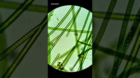 Algae Microscope