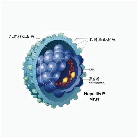 病毒性肝炎有哪些 知乎
