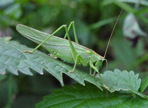 Топ 10 самых быстрых насекомых в мире • 2025