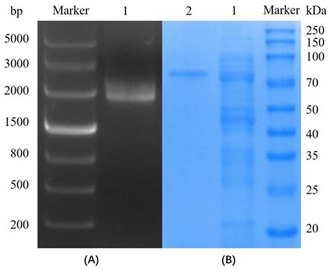 Preparation Of Sweet Potato Porous Starch By Marine Dextranase And Its Adsorption Characteristics