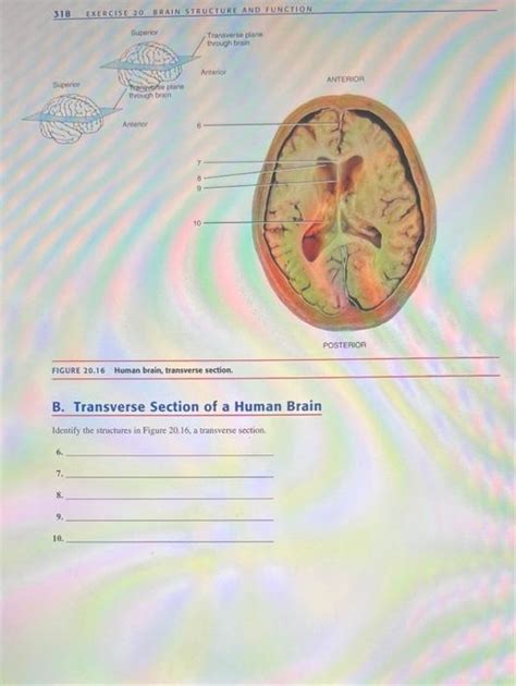 Solved 318 EXERCISE 20 BRAIN STRUCTURE AND FUNCTION Guperior Chegg Com