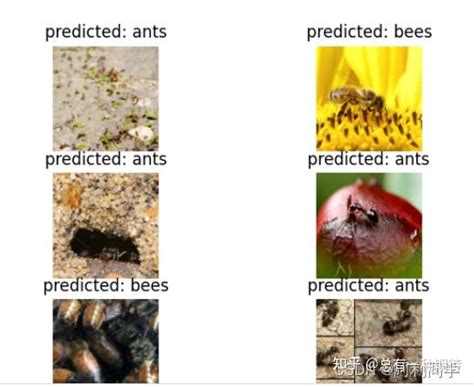 迁移学习（图像分类） 知乎