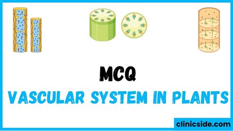 mastering plant vascular systems 20 essential mcqs for exam success