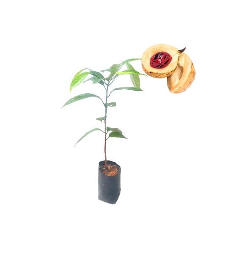 Sadikka Nutmeg සාදික්කා Ceylon Agri