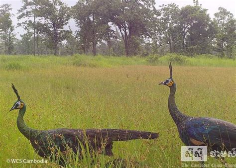 «សត្វព្រៃជាច្រើនប្រភេទត្រូវបានថតដោយម៉ាស៊ីនថតស្វ័យប្រវត្តិក្នុងដែនជម្រកសត្វព្រៃកែវសី សុីសុីថាមស៍