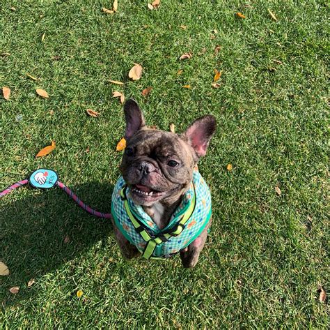 프렌치불독 마초 강아지 책임분양 ♥ 아이조아 유기방지입양 파양 강아지보호소 고양이보호소 무료분양센터