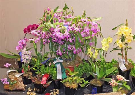Dendrobium Botanically Inclined Seed Adventures