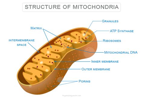 Mitochondria Cell Structure