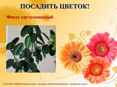 Фикус каучуконосный. Посадить цветок - презентация онлайн