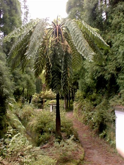 Sphaeropteris Cooperi F Muell R M Tryon Azorean Biodiversity Portal