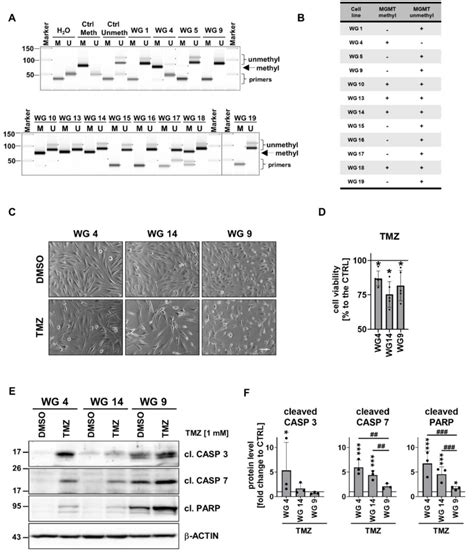 Mgmt Promoter Methylation And The Impact Of Tmz On Primary Glioma Cell Download Scientific