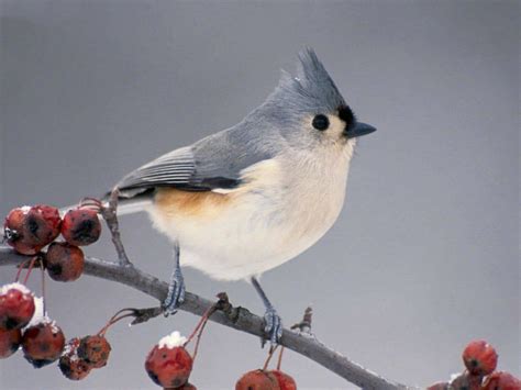 National Bird Day 2026 How To Appreciate Our Planets Bird Diversity By Wildlove Jan 2026