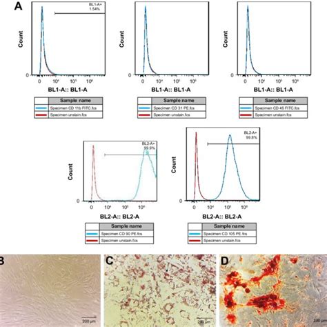 Characterization Of Mscs Notes A Flow Cytometry Analysis Of Surface