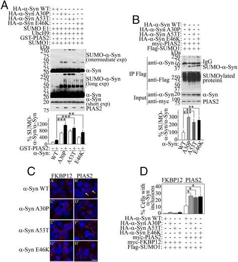 Sumoylation And Ubiquitination Reciprocally Regulate α Synuclein Degradation And Pathological