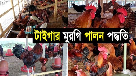 টাইগার মুরগি পালনে লাভ লসের হিসাব।টাইগার মুরগি পালন পদ্ধতি। Tiger Morgi Farming Youtube