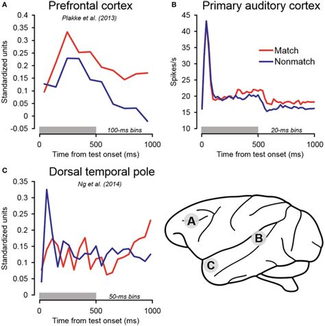 Neural Correlates Of Short Term Memory In Primate Auditory Cortex Pmc
