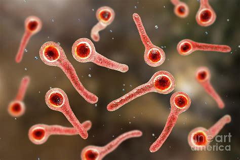 Tetanus Bacteria 12 By Science Photo Library