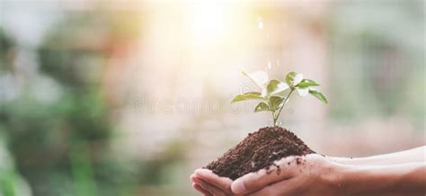 Planting Trees Reduce Global Warming Prevention And Treatment Air Pollution Environmental And
