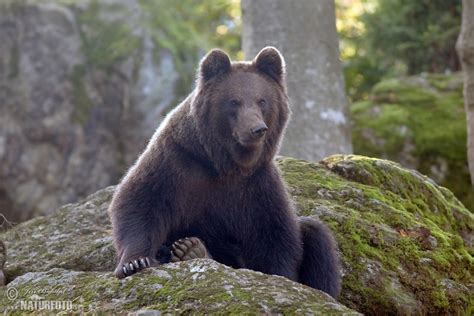 Medvěd hnědý | Naturfoto.cz