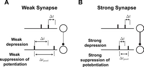 Response Of A Neuron To A Pair Of Presynaptic Spikes And Its Download Scientific Diagram