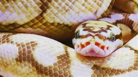 Enchi Queen Bee Ball Python