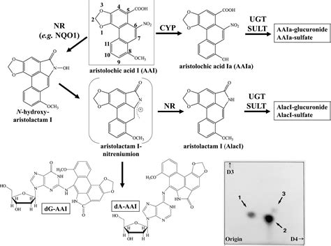 Figure 1 From Role Of Cytochromes P450 1a12 In Detoxication And